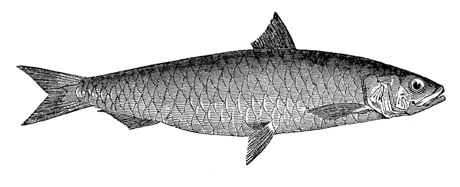 Vintage-Fish-Images-Pilchard-GraphicsFairy | The Goods Shed
